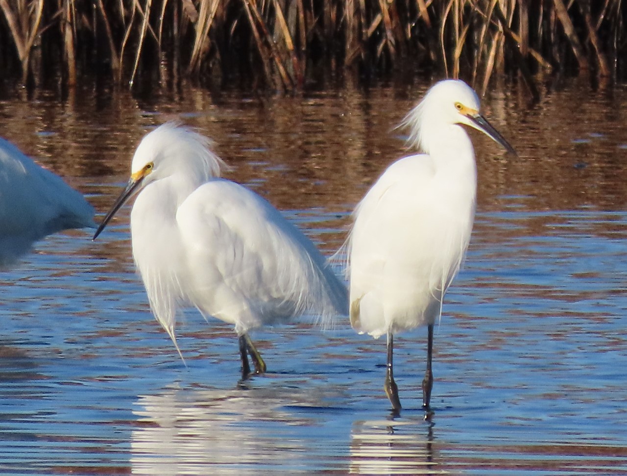 two snowy egrets pea island refuge | FWS.gov